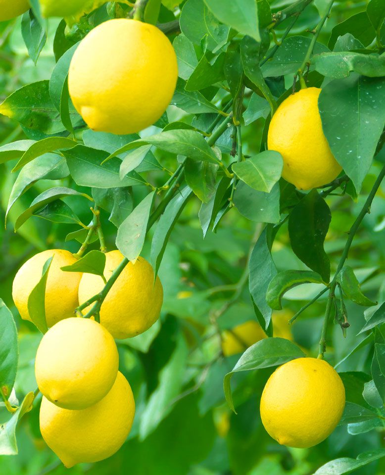 宿泊トップ | BONAPOOL - ボナプール